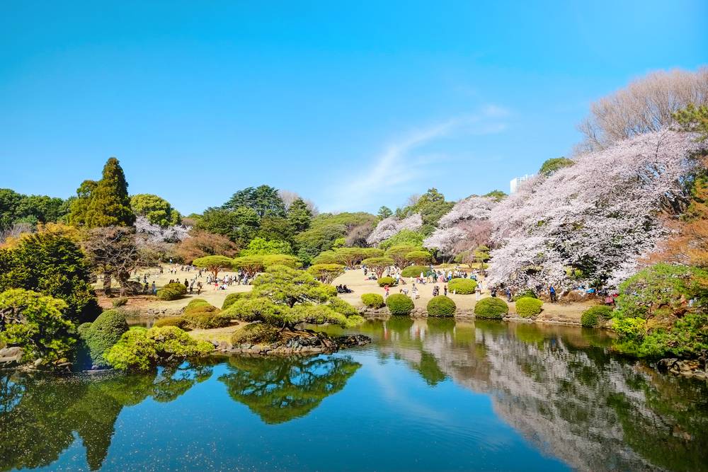 Blue Cherry Blossom Japan The Best Spots To See Cherry Blossoms Around